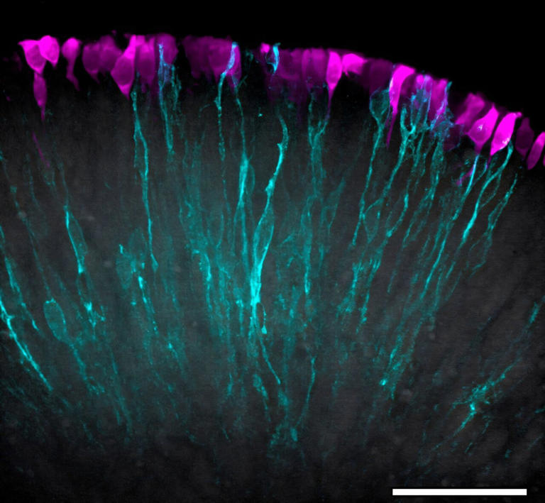 Vascularized retinal organoids engineered with functional light-signal ...