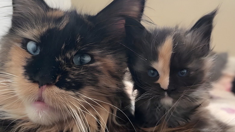 This Maine coon mama-and-kitten duo is kryptonite for tortie lovers