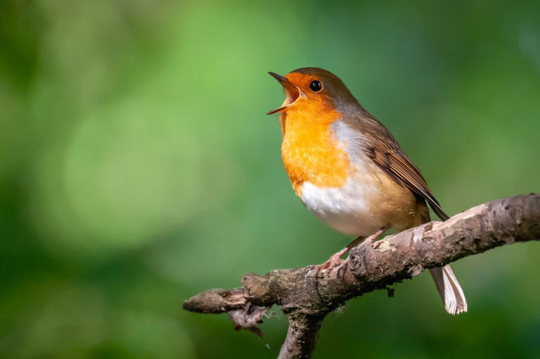 Rouge-gorge dans le jardin : ce message qu’il vous envoie sur votre vie ...