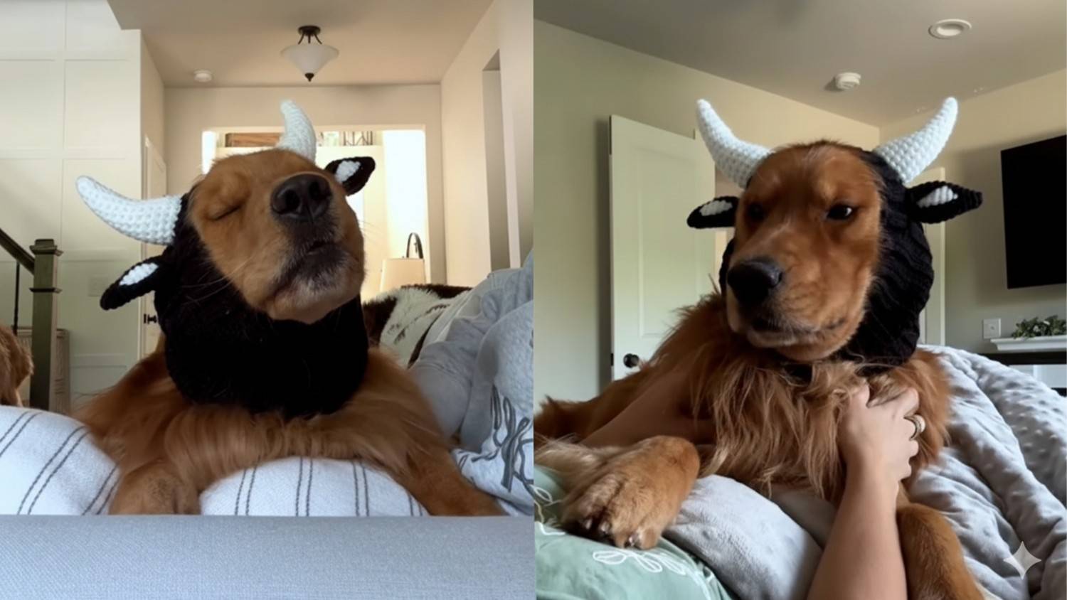 Golden retriever questions his outfit