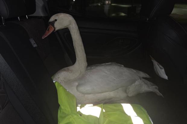 Police called to deal with angry swan in South Flintshire in 'Hot Fuzz ...