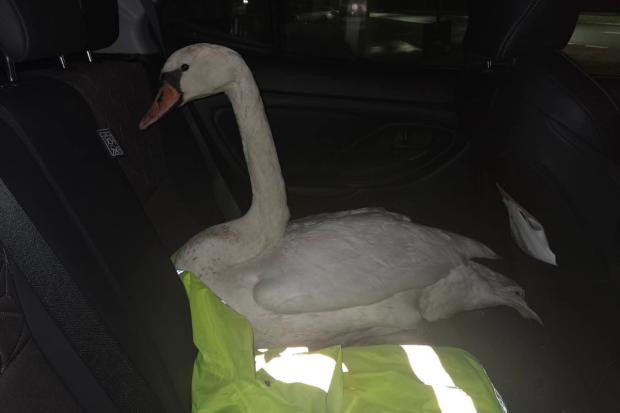 Police called to deal with angry swan in South Flintshire in 'Hot Fuzz ...