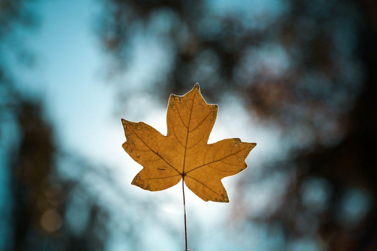 Beyond the maple leaf: What symbols truly represent modern Canada?