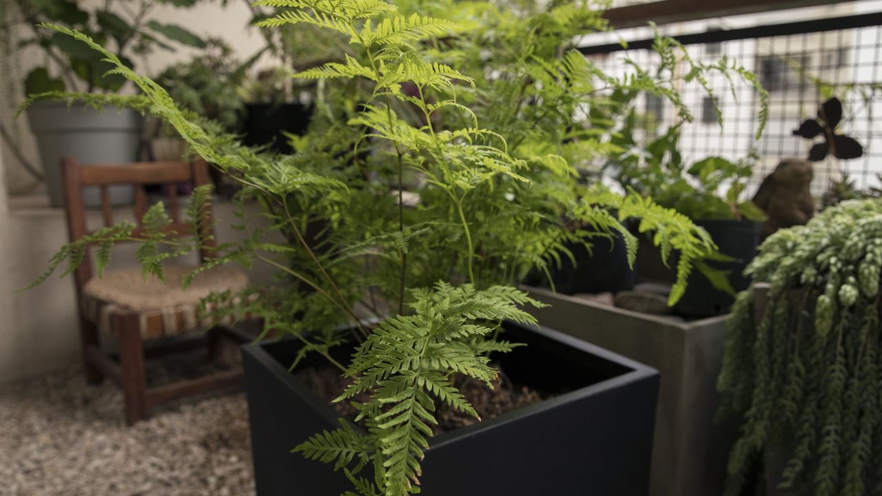 Here are 5 of the best ferns for containers - perfect for smaller spaces