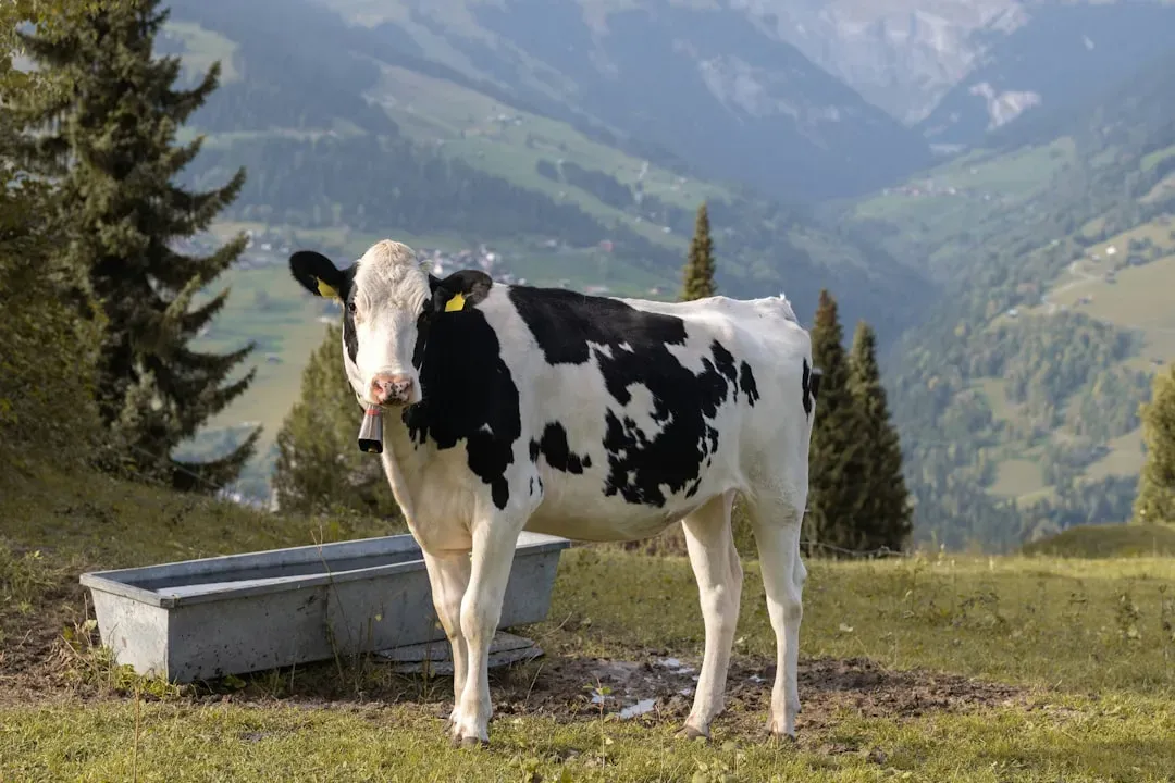 Everything you've been taught about "sustainable" beef is a lie: The ...