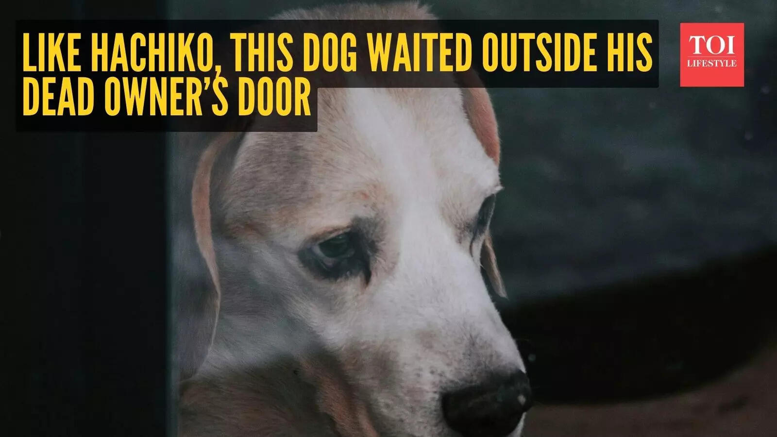 Like Hachiko, this dog waited outside his dead owner’s door - not ...