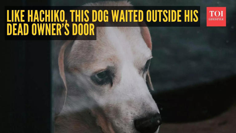 Like Hachiko, this dog waited outside his dead owner’s door - not ...