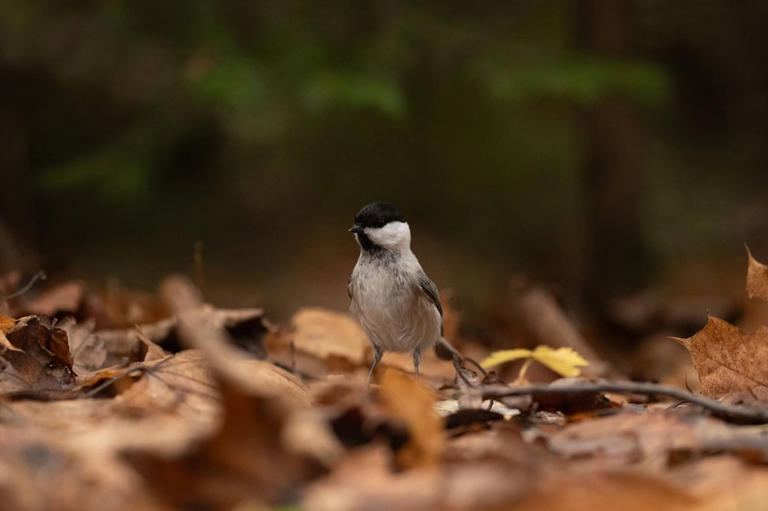 Survive or starve: How chickadees rewrite their brains each winter