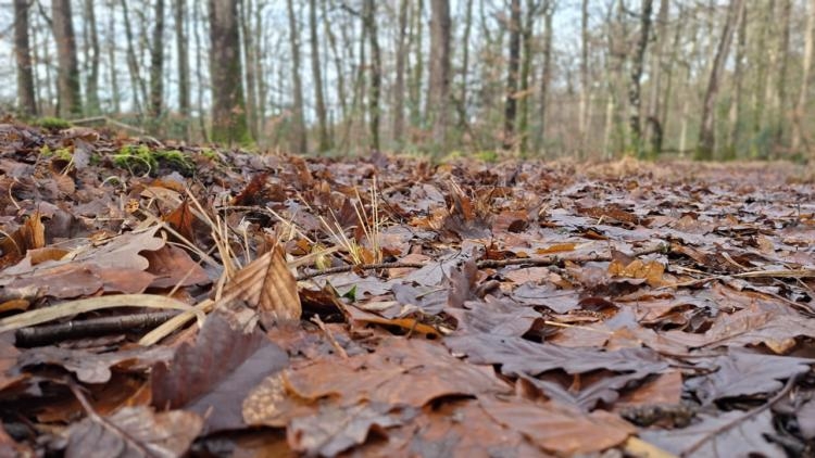 « Un quart de la biodiversité est dans le sol » : une après-midi pour ...