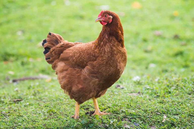 6 chicken breeds that are perfect for children