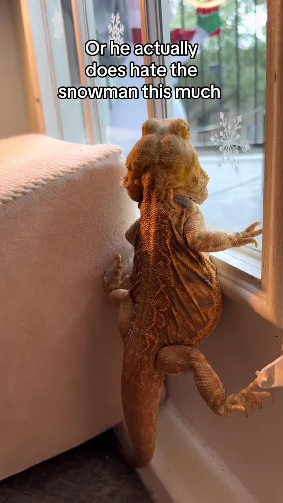 My bearded dragon declares war on the snowman