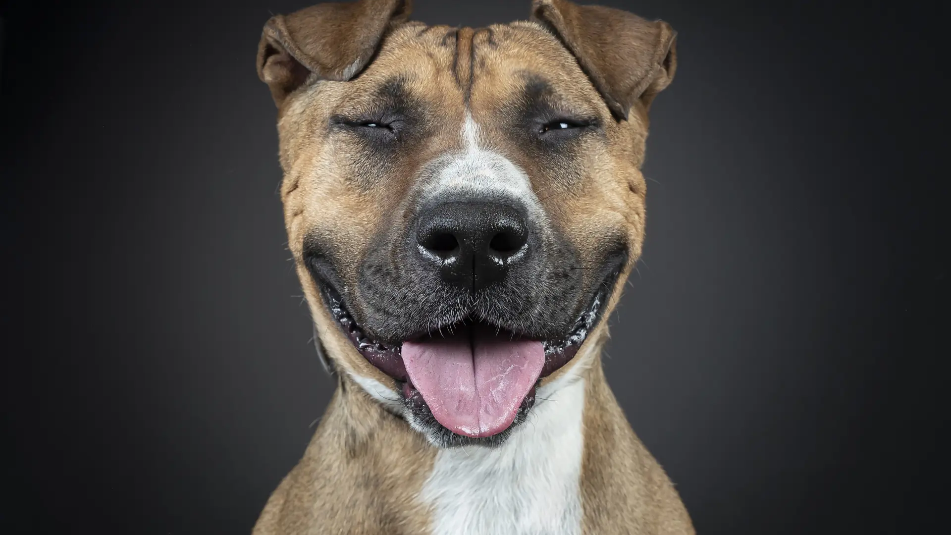 Estos son los perros que tienen un aspecto más feliz, según la ciencia