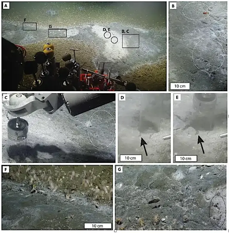 180-million-year-old microbial fossils discovered in deep-sea rocks