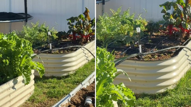 Gardener shares video after spotting unexpected backyard visitor: 'A ...