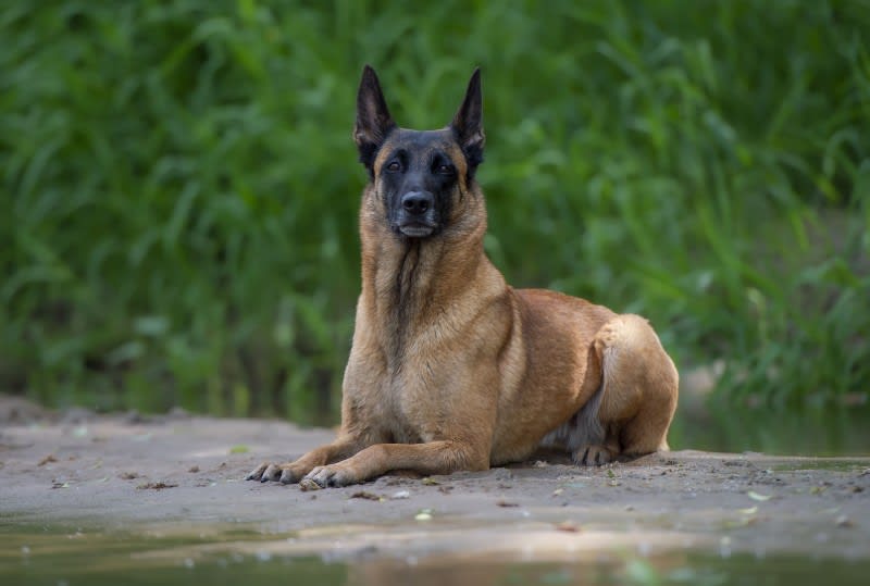 In Malawi, a fierce fight over the fate of 4 dogs
