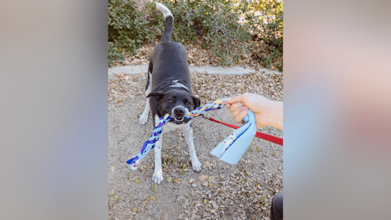 ‘Pollypalooza’: Los Angeles adoption center throws festival for longest ...