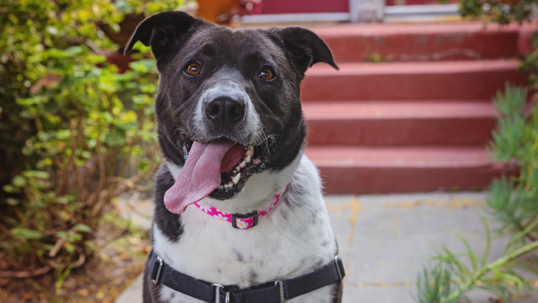 ‘Pollypalooza’: Los Angeles adoption center throws festival for longest ...