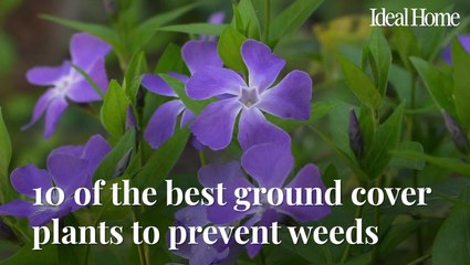 10 of the best ground cover plants to prevent weeds