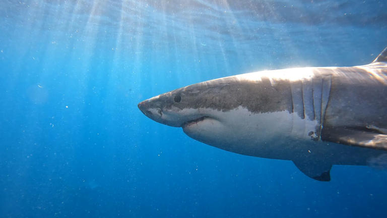 Sharks seek sea change as ocean temperature rises with climate change