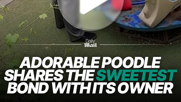 Poodle shares heartwarming bond with its owner