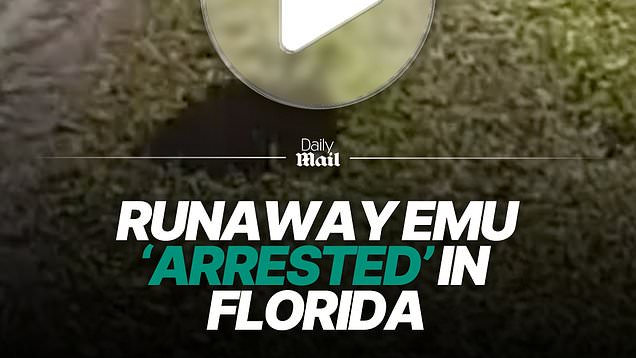 Runaway emu 'arrested' after escaping in Florida