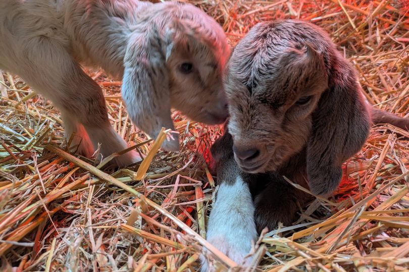 Baby goats rescued from bin rehomed by sanctuary and named after waste ...
