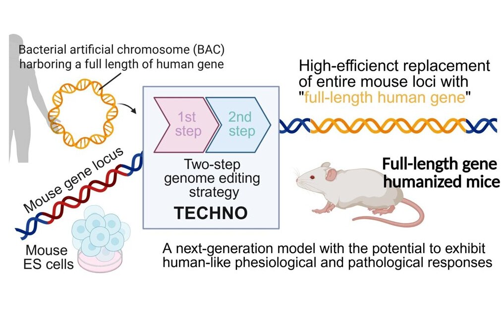 Two-step genome editing enables creation of full-length humanized mouse ...