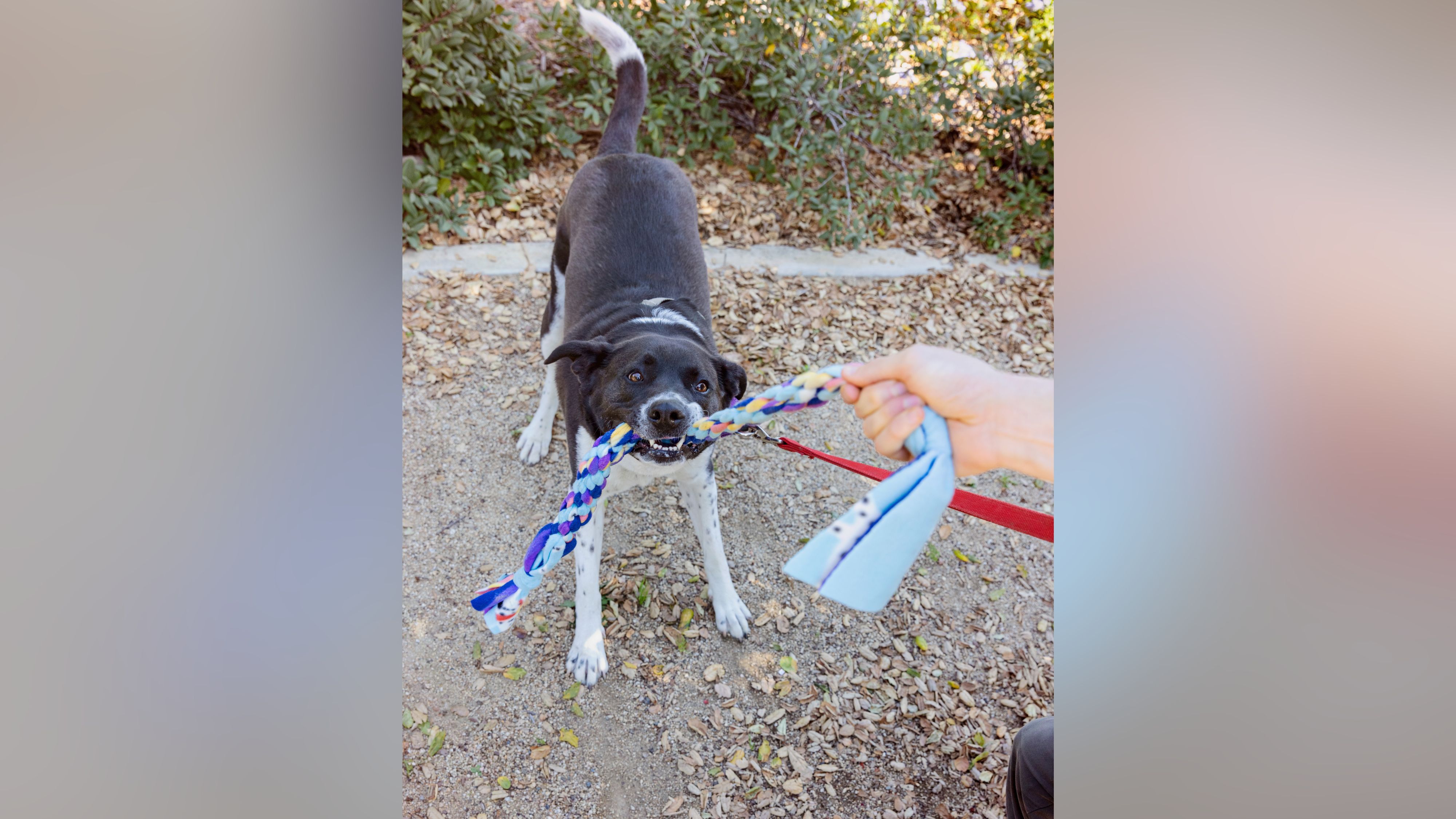 Pollypalooza: LA shelter throws festival for longest-stay dog, Polly