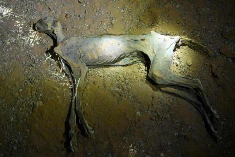 Photos show the hauntingly preserved cheetah mummies discovered deep ...