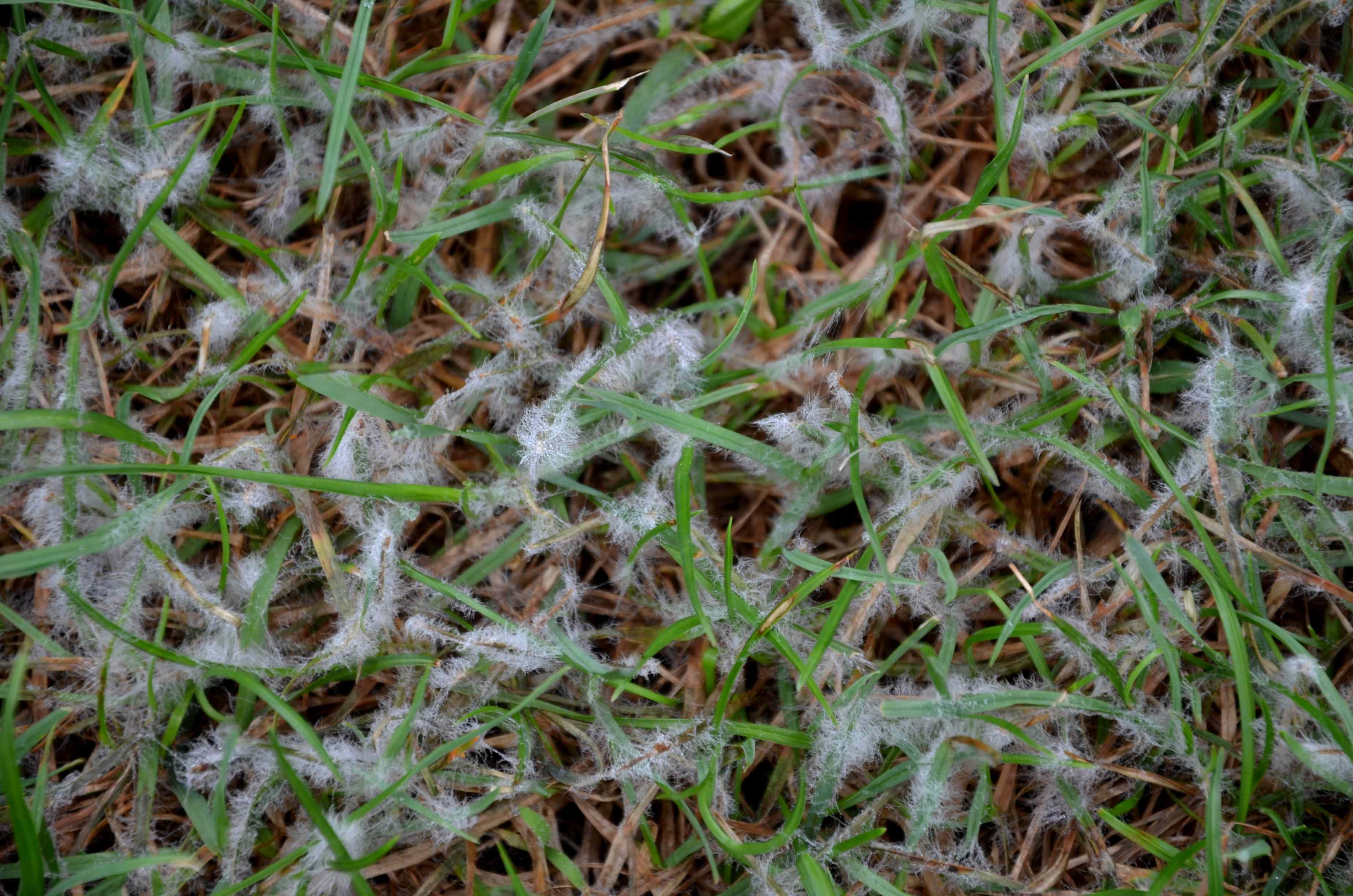 What the heck is snow mold? How to protect your lawn from damage this ...