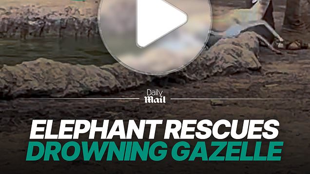 Elephant rescues gazelle from water