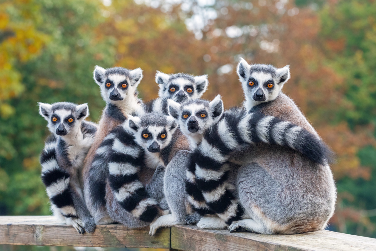 Singer sweetly serenades a group of lemurs and one joins in