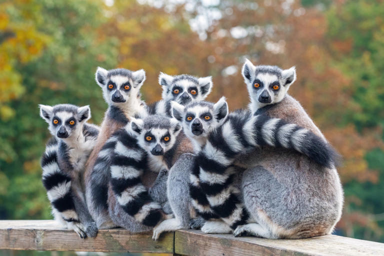 Singer sweetly serenades a group of lemurs and one joins in