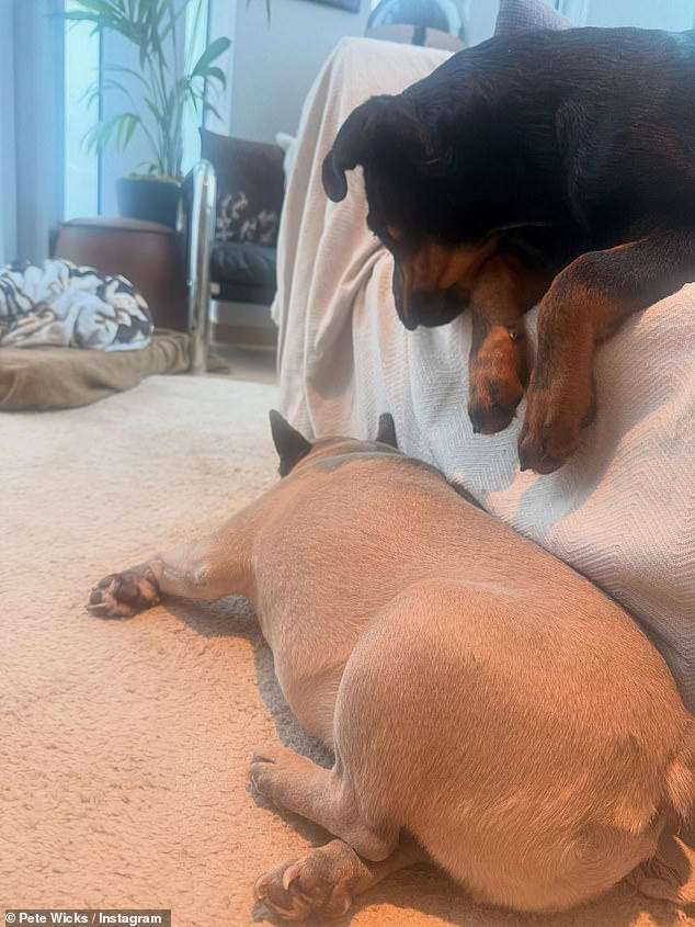 Pete Wicks introduces his new puppy to fans after the death of his dog ...