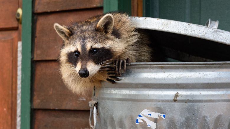 Keep pests out of your outdoor trash can with a clever string light trick