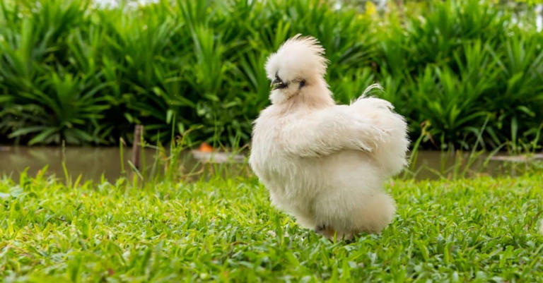 6 chicken breeds that are perfect for children