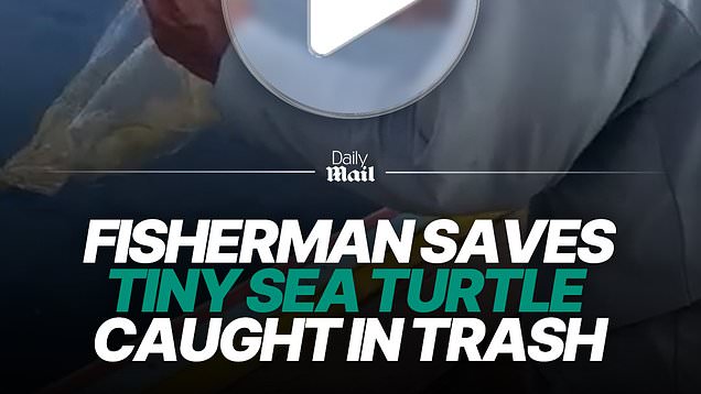 Fisherman rescues tiny sea turtle trapped in plastic waste