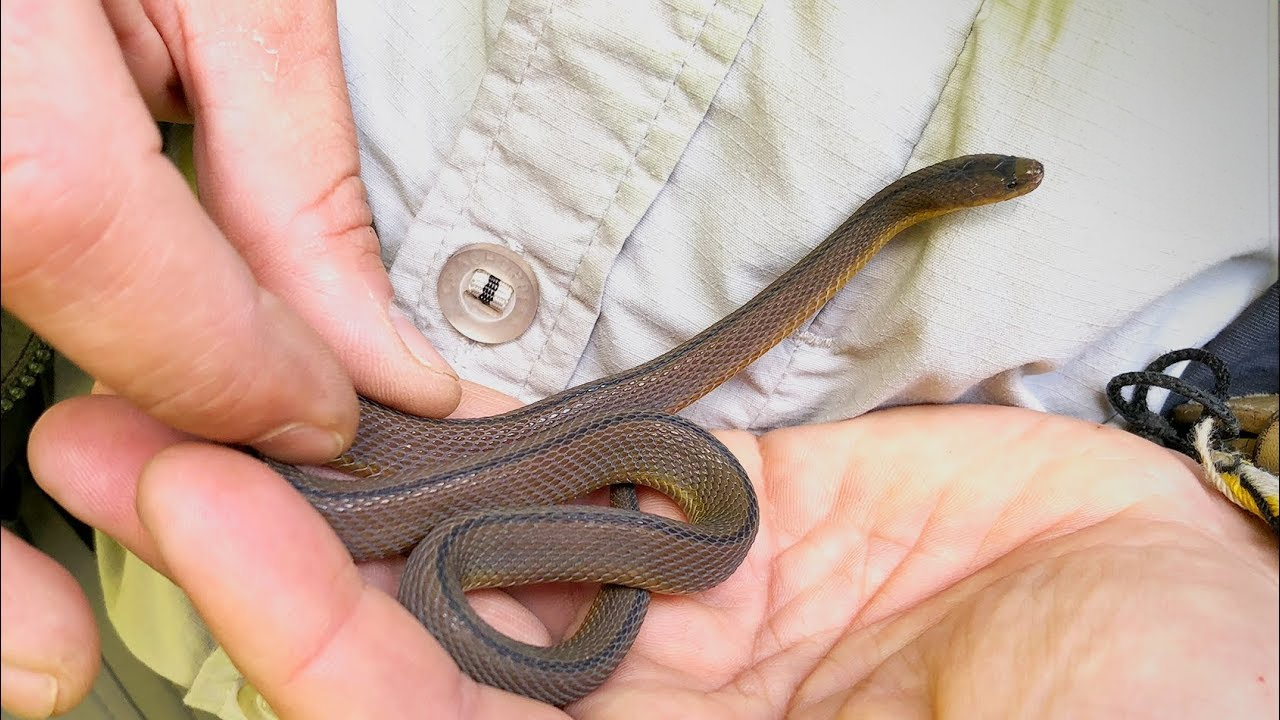 New rare snake species discovered in Japan
