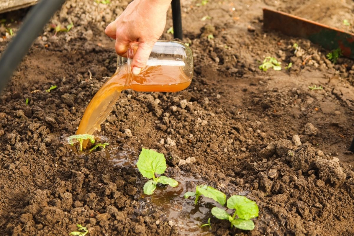 Urine au jardin : ce fertilisant naturel que les pros de la ...