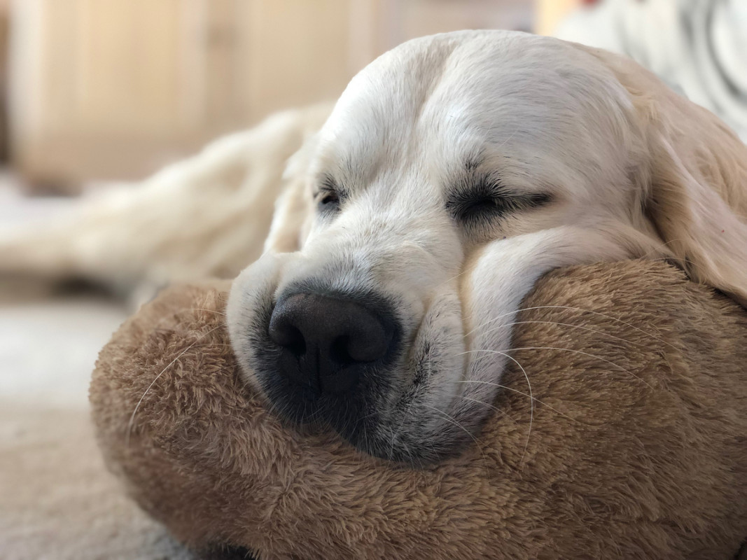 Golden retriever loves stuffed animals like a human kid and it's pure ...