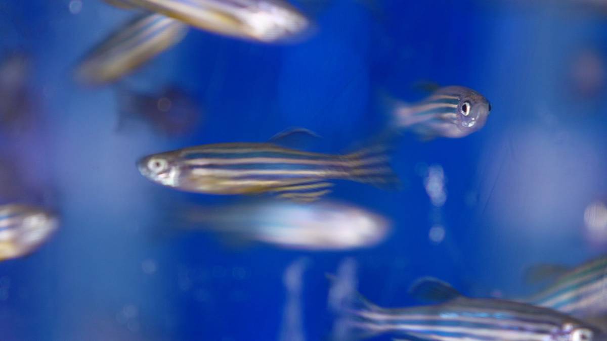 O otimismo protege a saúde e o neurobiólogo Rui Oliveira explica porquê