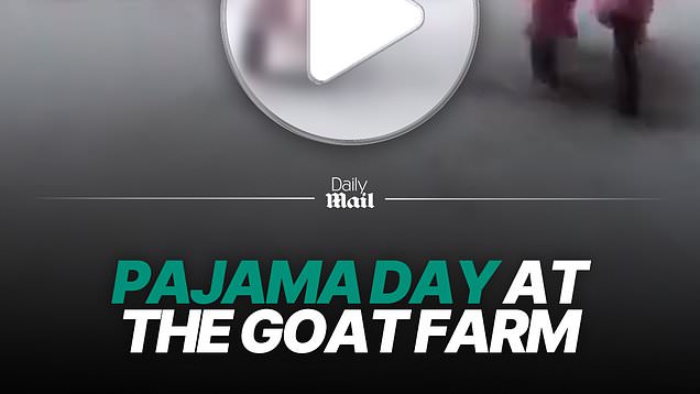 Goats enjoy pajama day during rainy afternoon at farm
