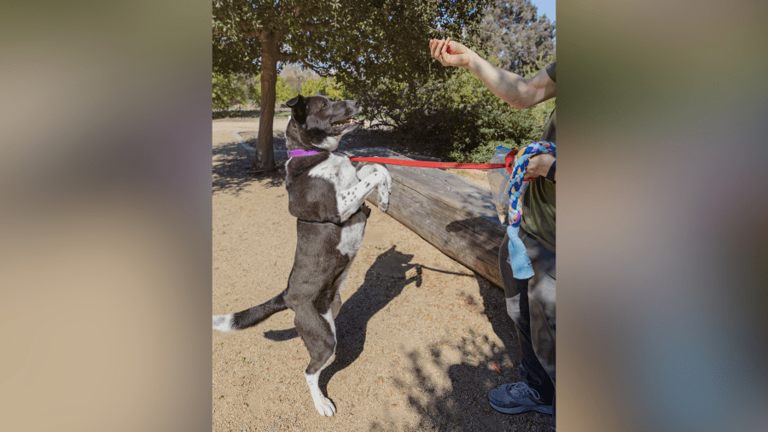 ‘Pollypalooza’: Los Angeles adoption center throws festival for longest ...