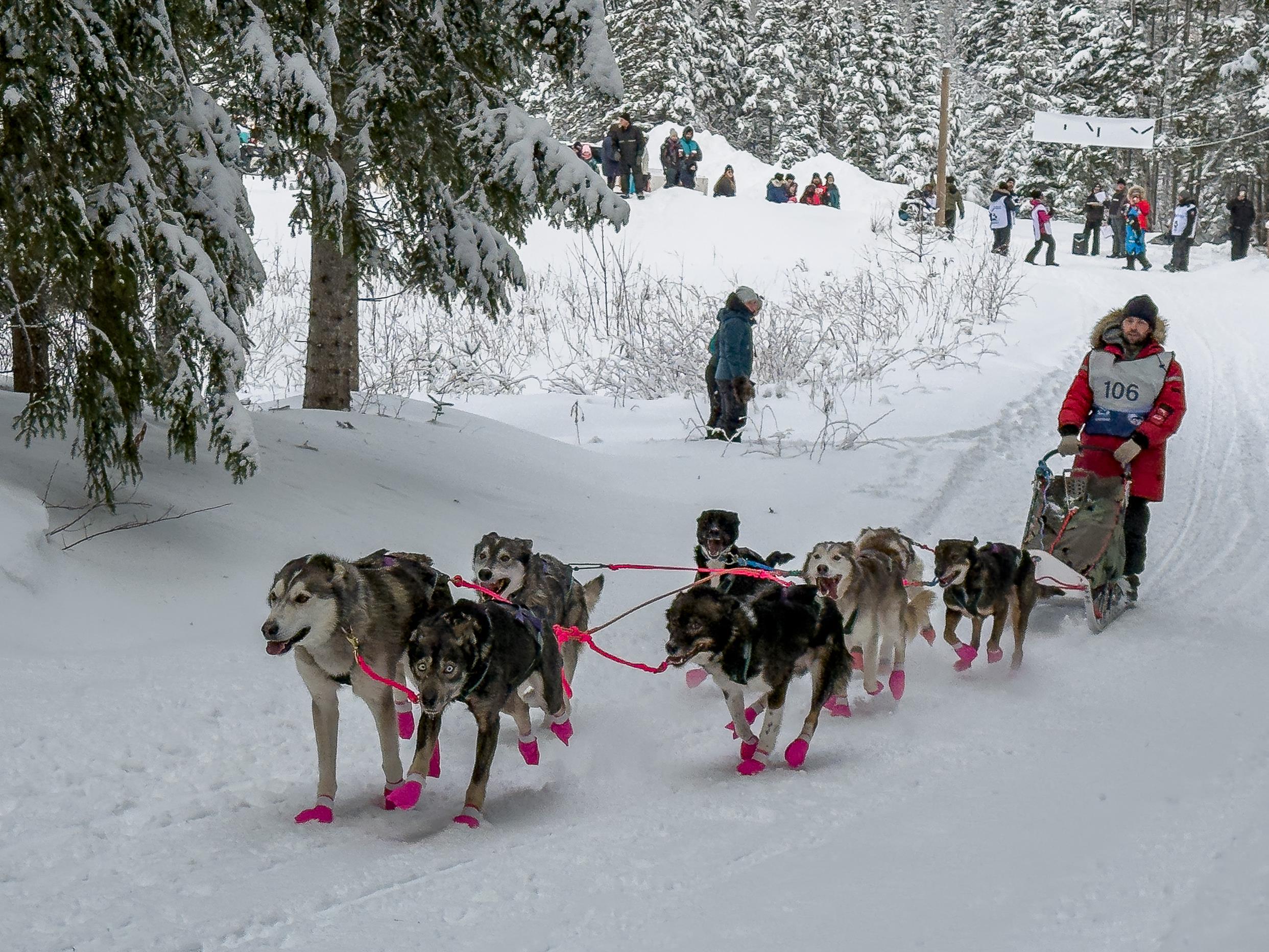 Des courses de chiens dans la Matapédia