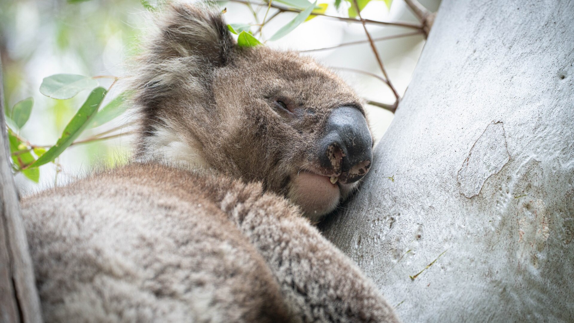 Mount Lofty Ranges koala population boom risks starvation, study finds