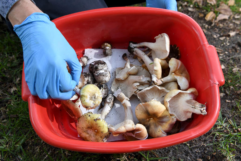 California sees two more deaths, more cases in death cap mushroom outbreak
