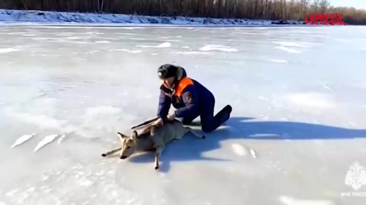 Russia, un giovane capriolo è bloccato sul fiume ghiacciato: le ...