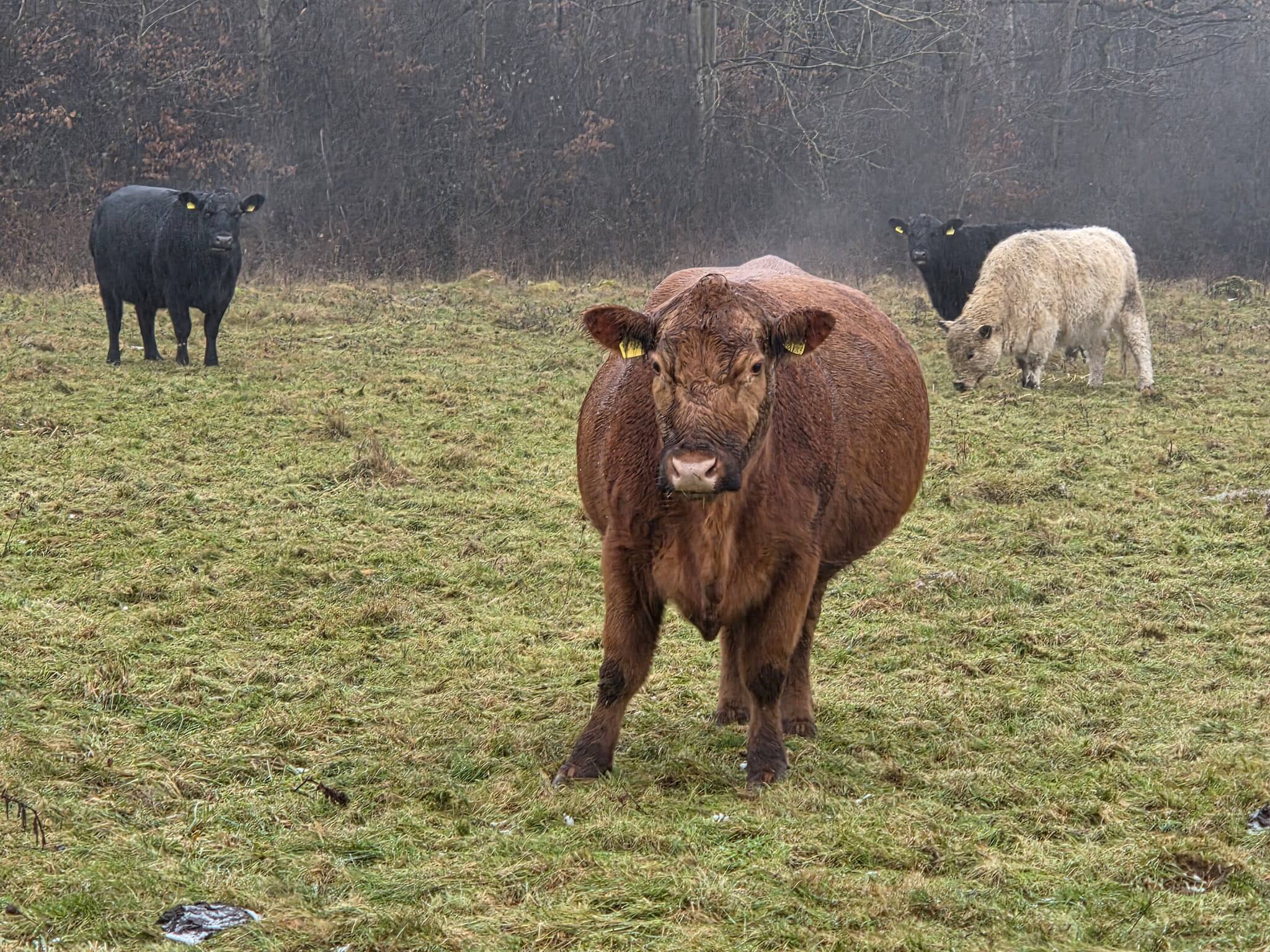 Rinder und Ziegen retten Artenvielfalt im Lindenfeld: So helfen ...