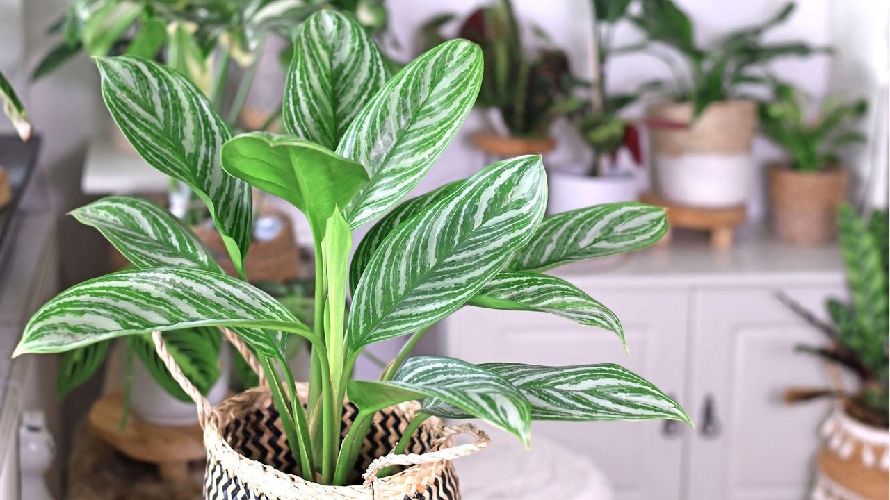 How to propagate a Chinese evergreen: 2 easy methods to try