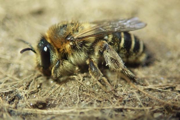 Bee only recorded once before in Cornwall spotted on north coast